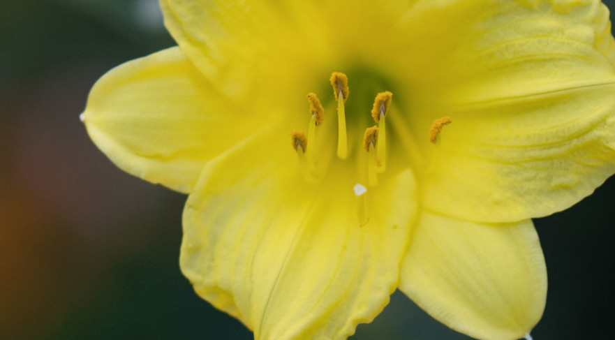 Gear Review: Sony a7rII 42mp Mirrorless Camera