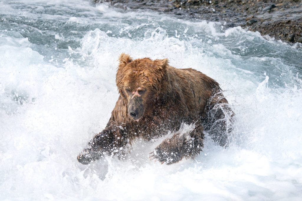 Gear Review: Sony 200-600 f/5.6-6.3 G Telephoto Lens