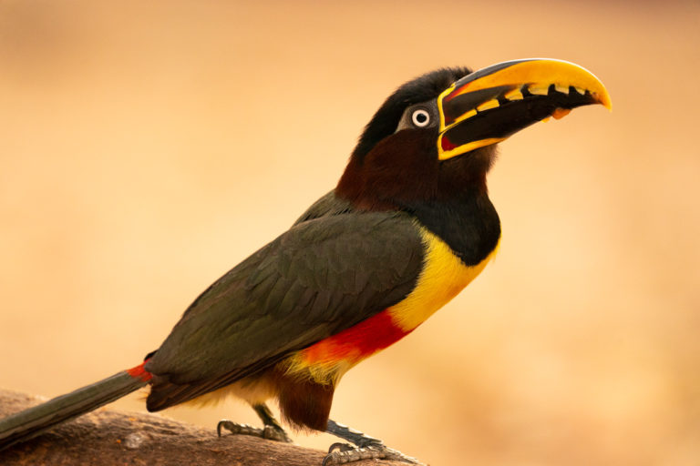 Wildlife Photography Workshop in Brazil - Jaguars, Otters & more