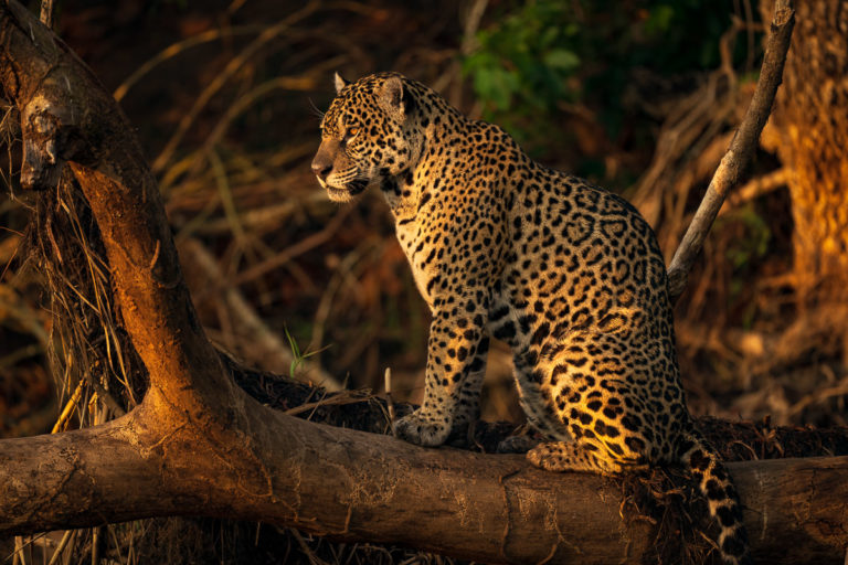 Sony a7r V Setup Guide Wildlife Lens Recommendations-400mm – Colby ...