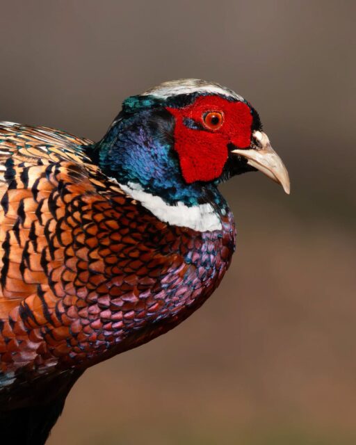 Fully Customizing The Sony a7R V Mirrorless Camera – Colby Brown Photography